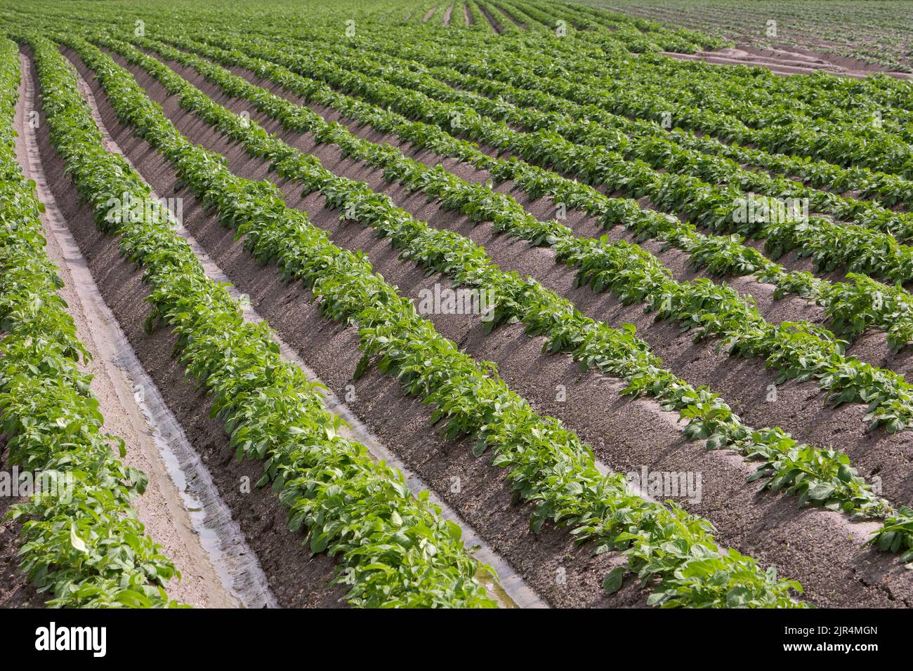 Nightshade vegetable plants hi-res stock photography and images - Alamy