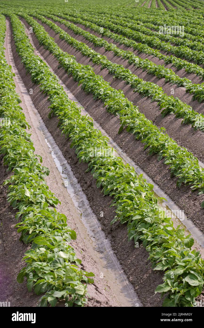 Rows of young potato plants in springtime on a sunny day. Field with ... Rows of young potato plants in springtime on a sunny day. Field with ...