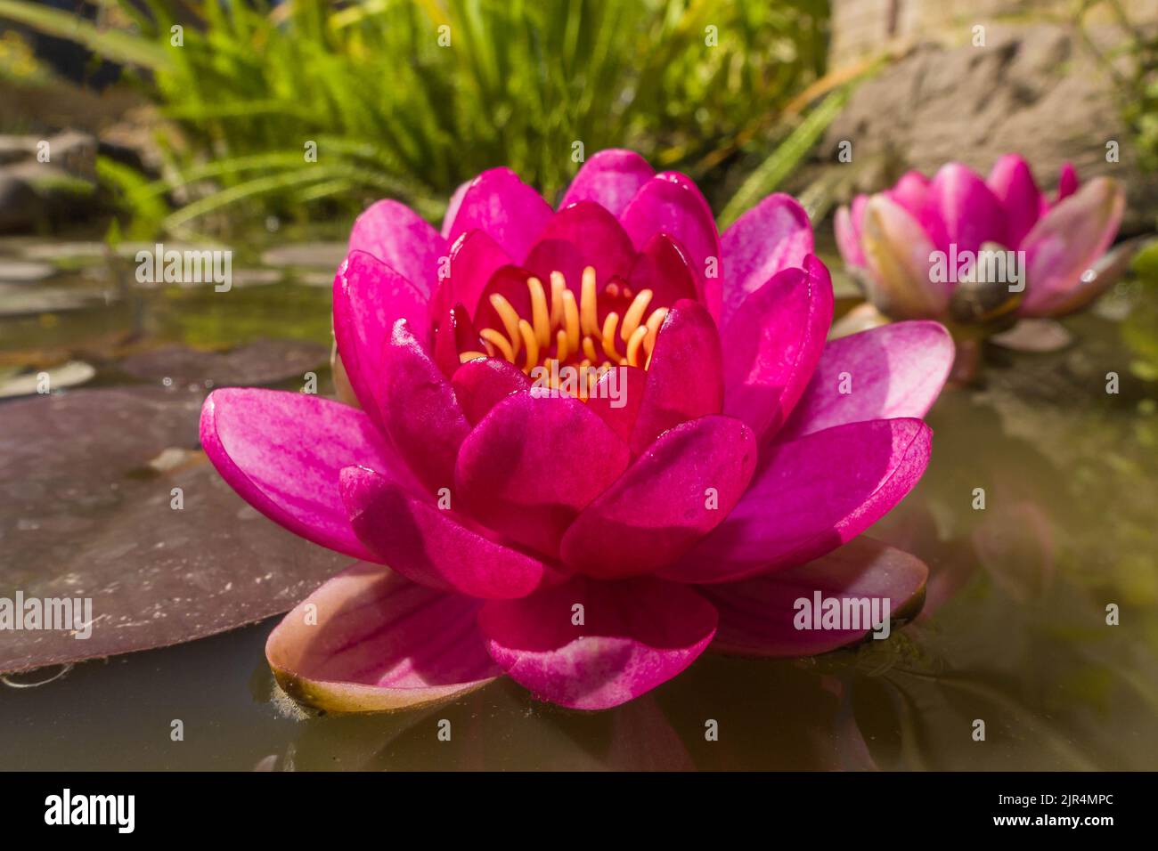 Water lily Perrys Baby Red, Hereford UK. August 2022 Stock Photo - Alamy