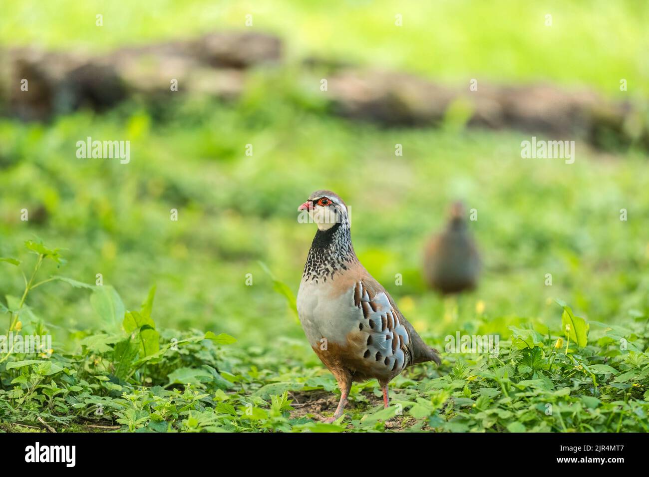 Red-legged partridge (Alectoris rufa) on a nature reserve in the ...