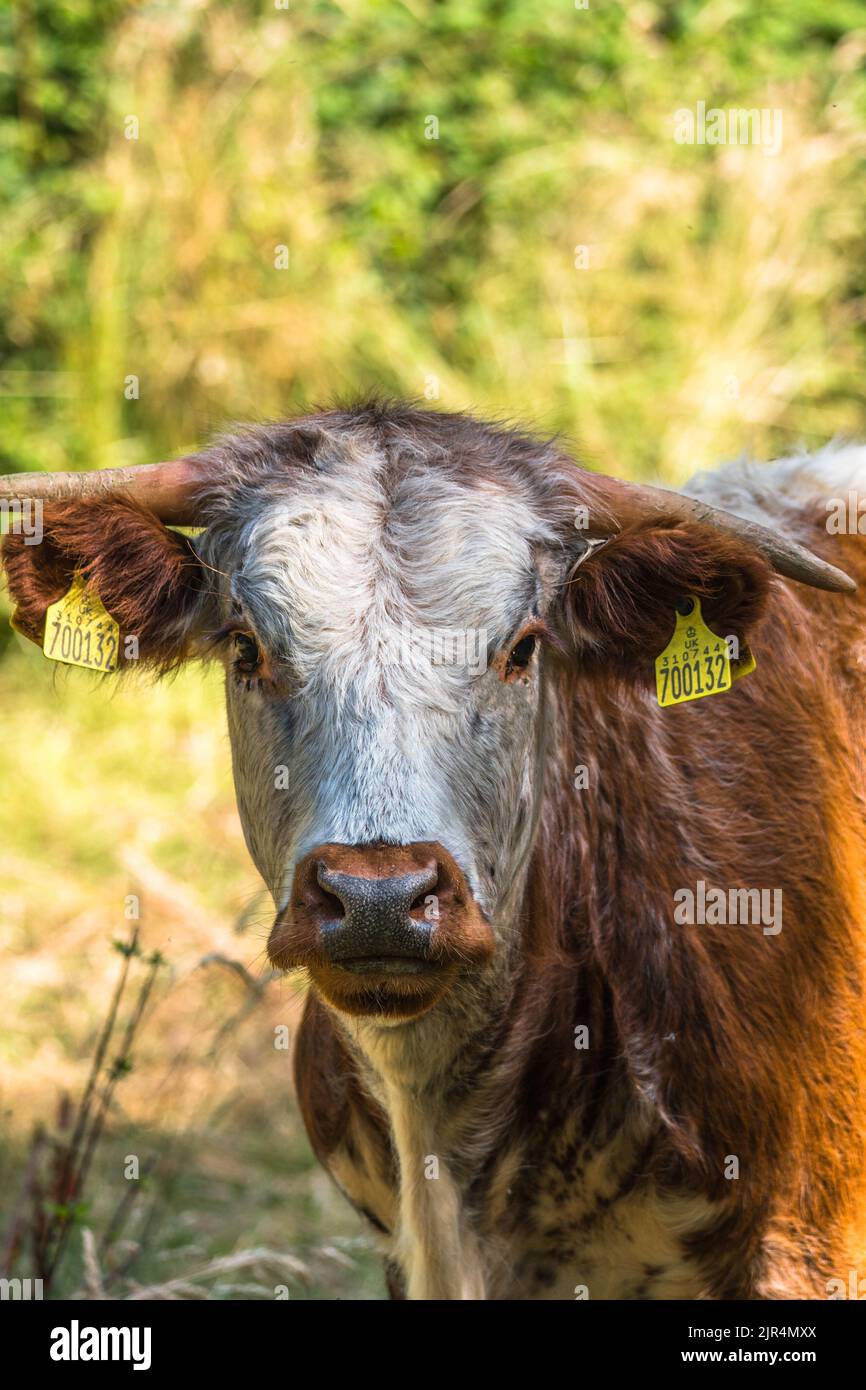 Robert bakewell cattle hi-res stock photography and images - Alamy