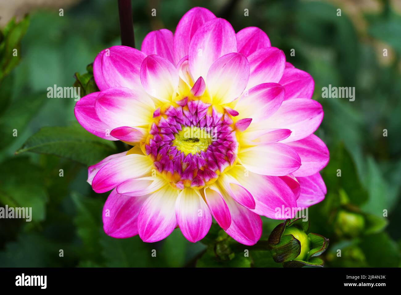 dahlia flower. Beautiful chrysanthemum close-up, rhythm and texture of ...