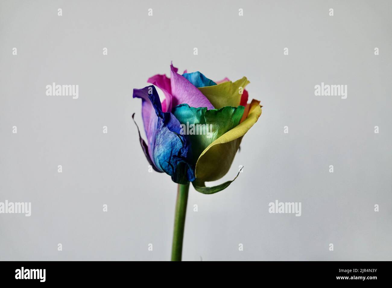 Rainbow rose bloom hi-res stock photography and images - Alamy