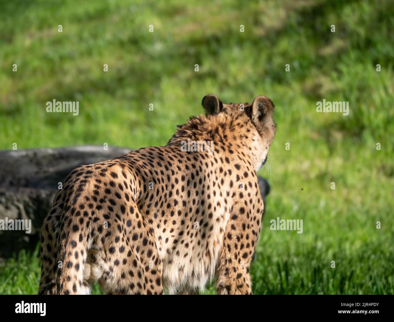 A beautiful shot of a hunting cheetah from the back Stock Photo - Alamy