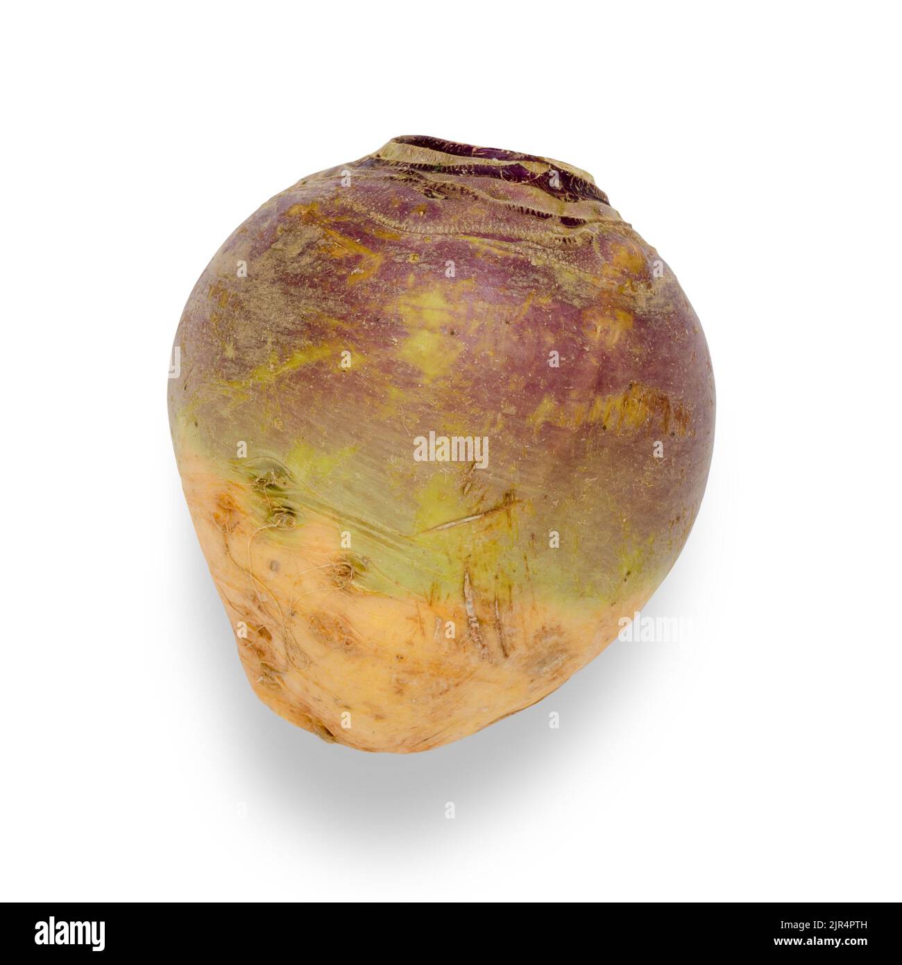 Whole swede vegetable isolated on white with clipping path cut out ...