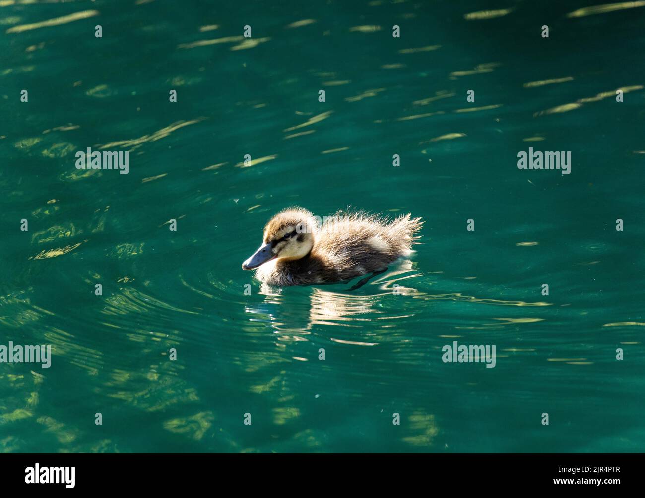 Mallard Ducklings Hatching Hatching Ducklings Hi Res Stock Photography