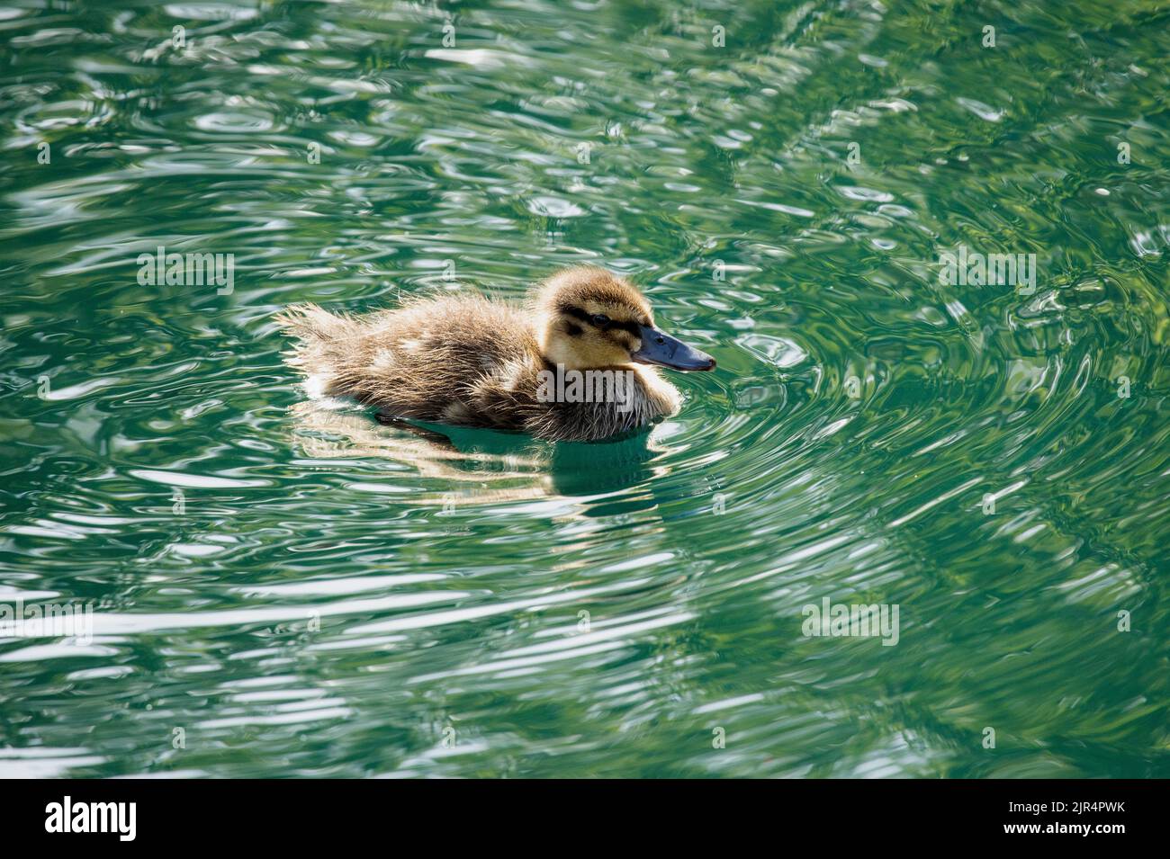 Mallard ducklings are precocious like all in the family. They leave the ...