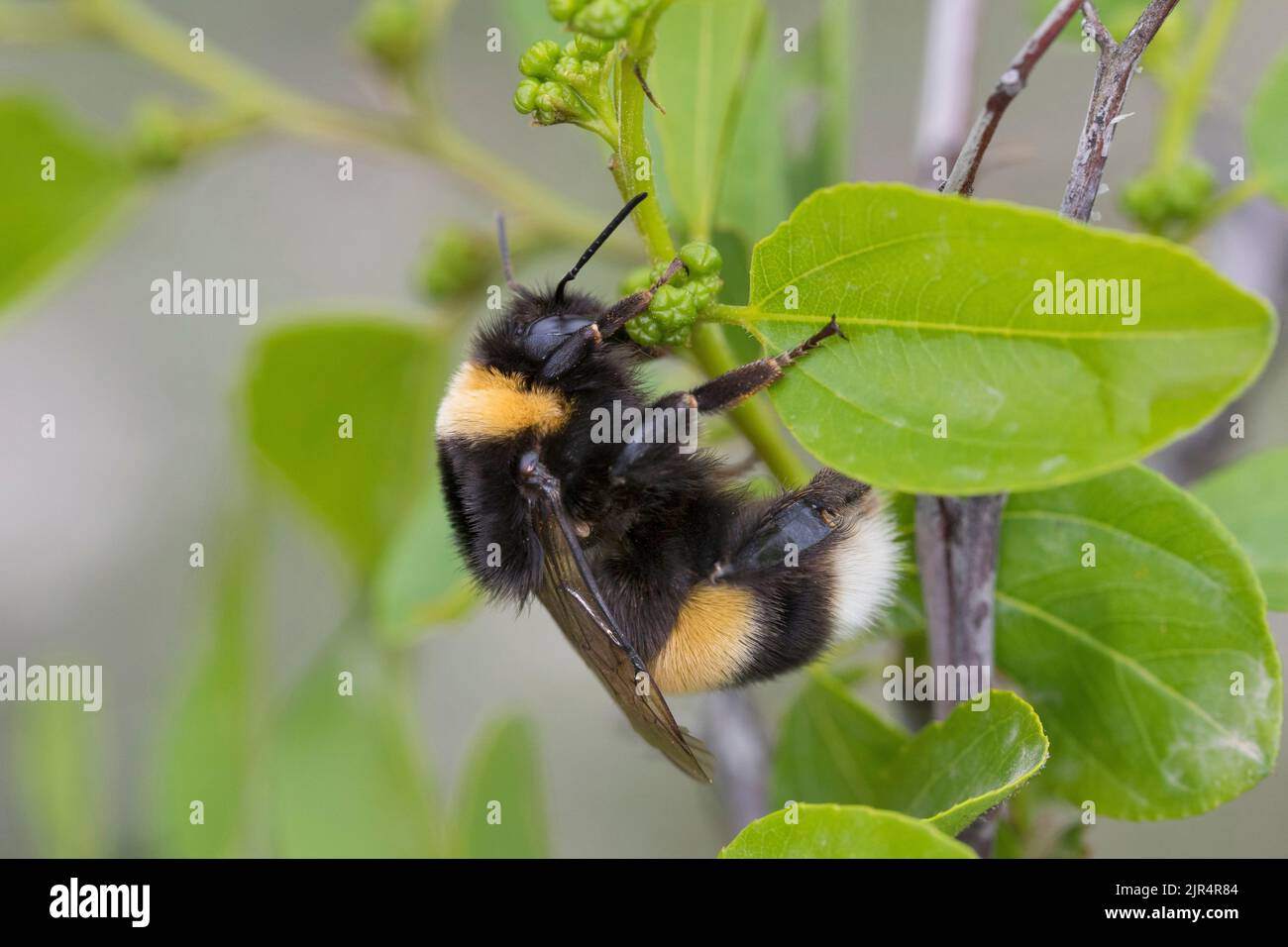 buff-tailed bumble bee (Bombus terrestris ssp. dalmatinus), female sits ...