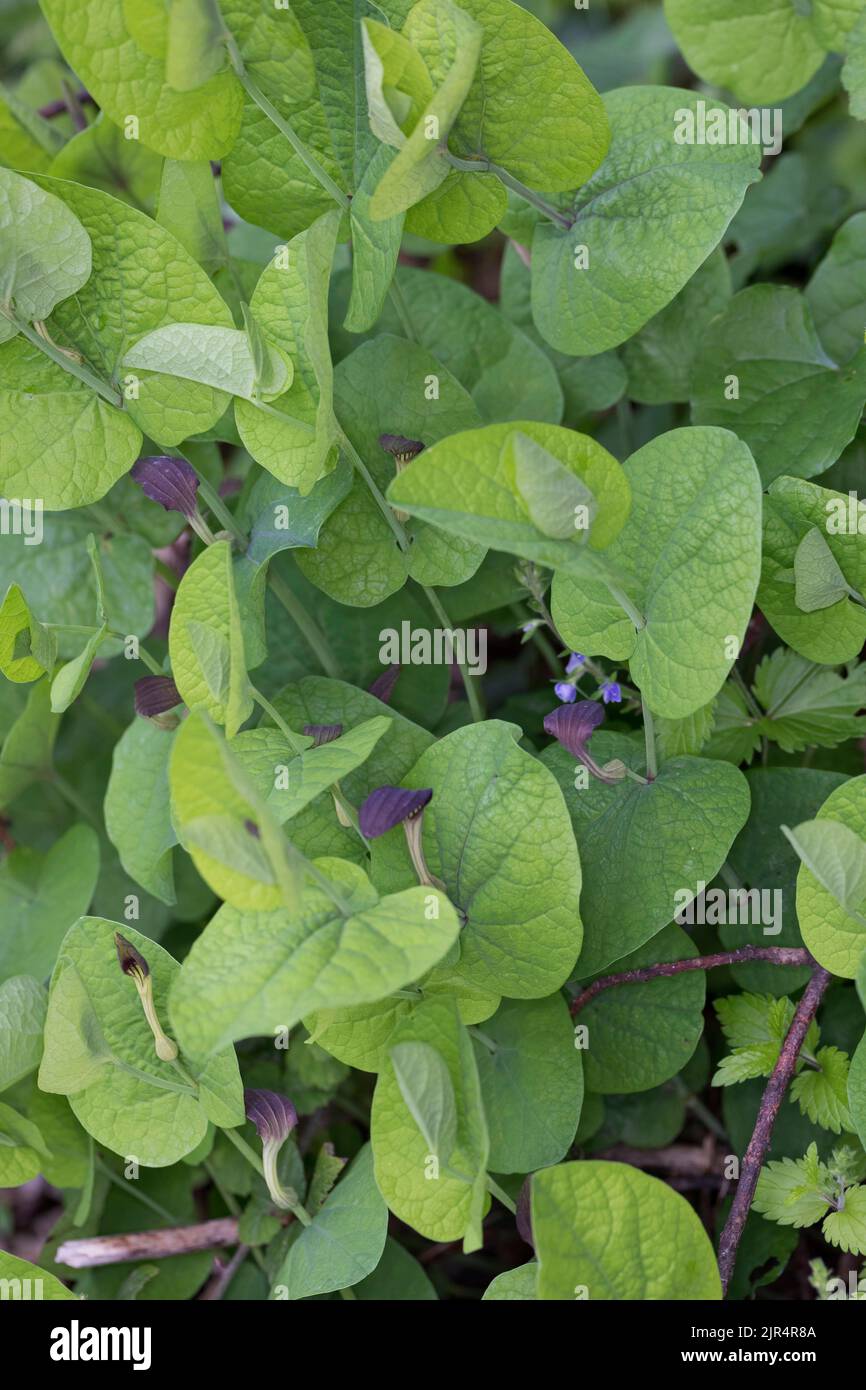 smearwort, round-leaved birthwort (Aristolochia rotunda), blooming ...