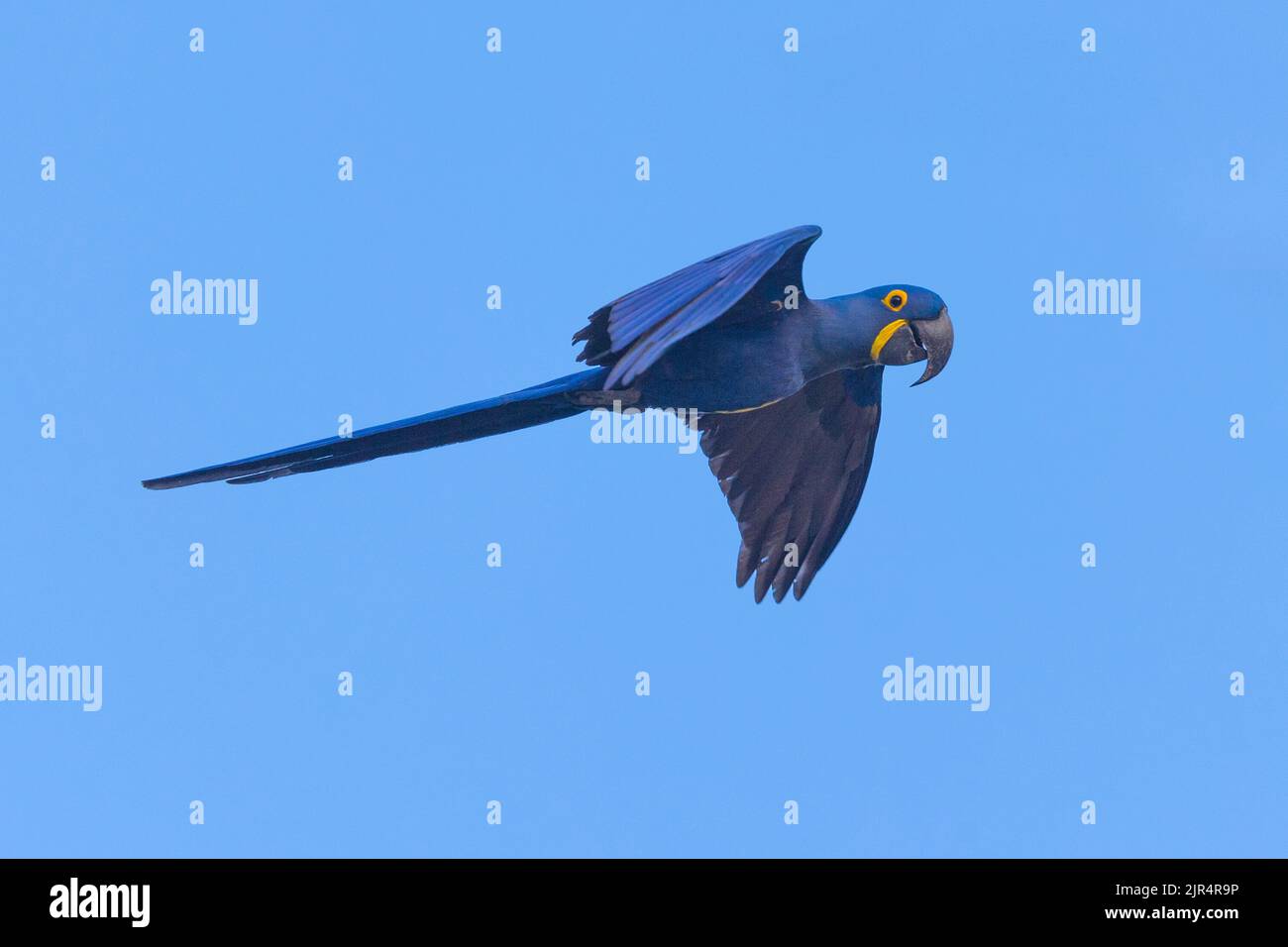 Hyacinth Macaw, Hyacinthine Macaw (Anodorhynchus hyacinthinus), in ...