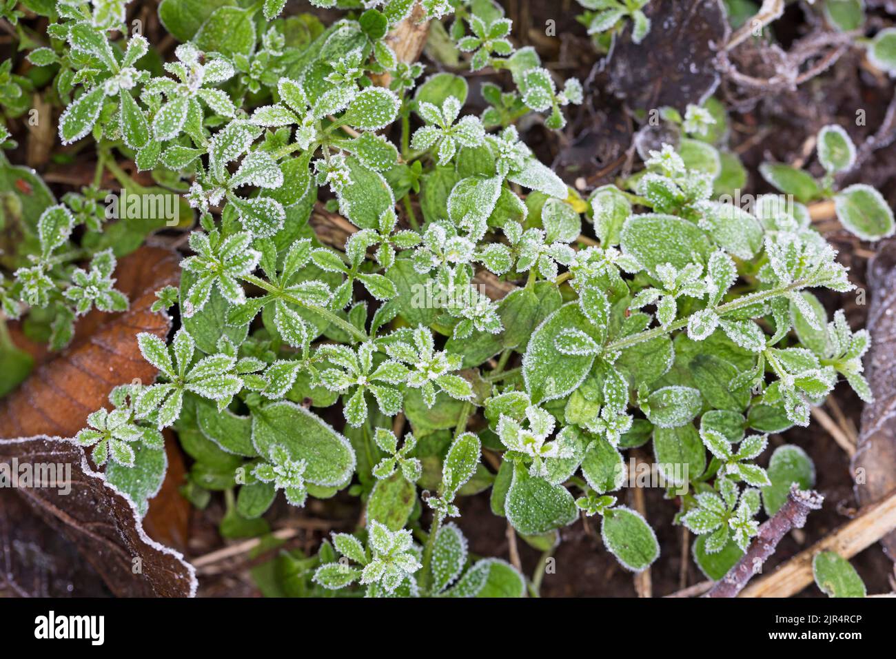 Cleavers, Goosegrass, Catchweed bedstraw (Galium aparine), leaves with ...