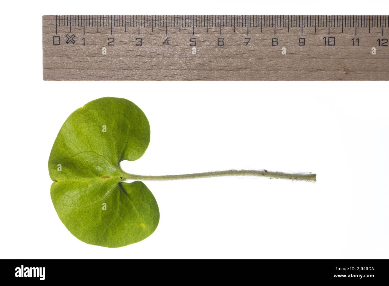 Asarabacca, European Wild Ginger, Wild Ginger, hazelwort, Wild ...