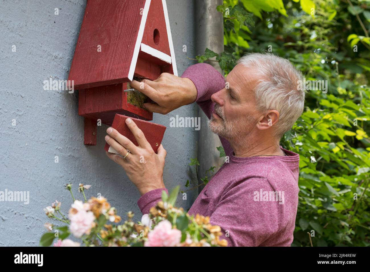 man removing an old nest from a homemade nest box Stock Photo - Alamy