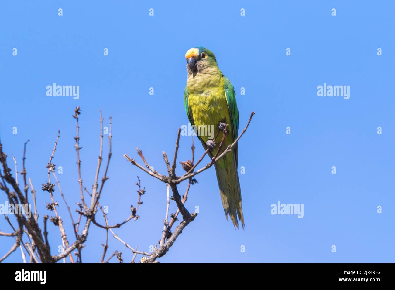 peach-fronted conure, peach-fronted parakeet (Eupsittula aurea ...