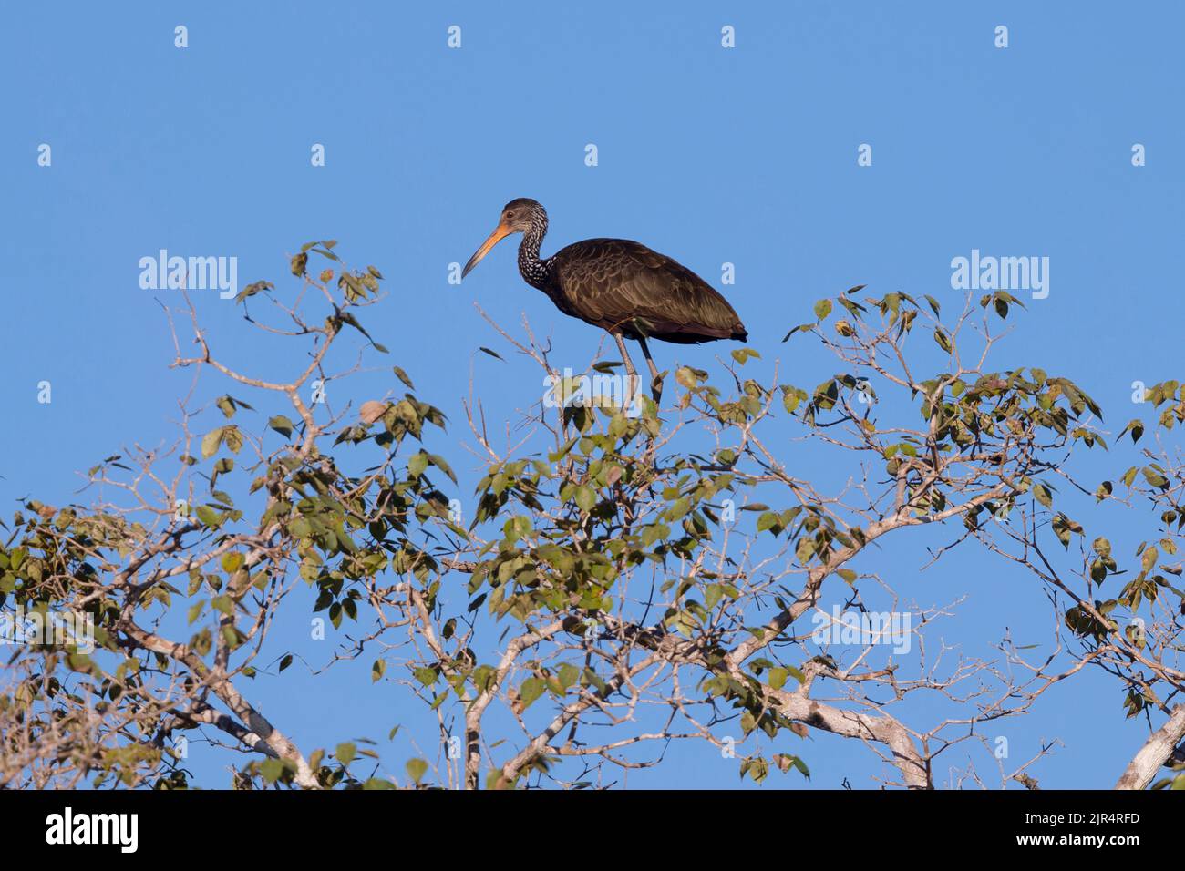 limpkin (Aramus guarauna), on a tree, Brazil, Pantanal Stock Photo - Alamy