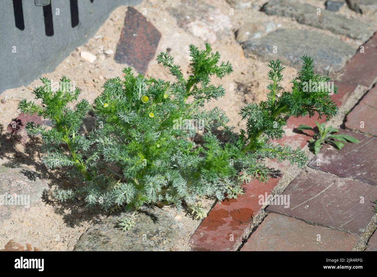 Pineappleweed, Wild chamomile, Disc mayweed (Matricaria discoidea ...