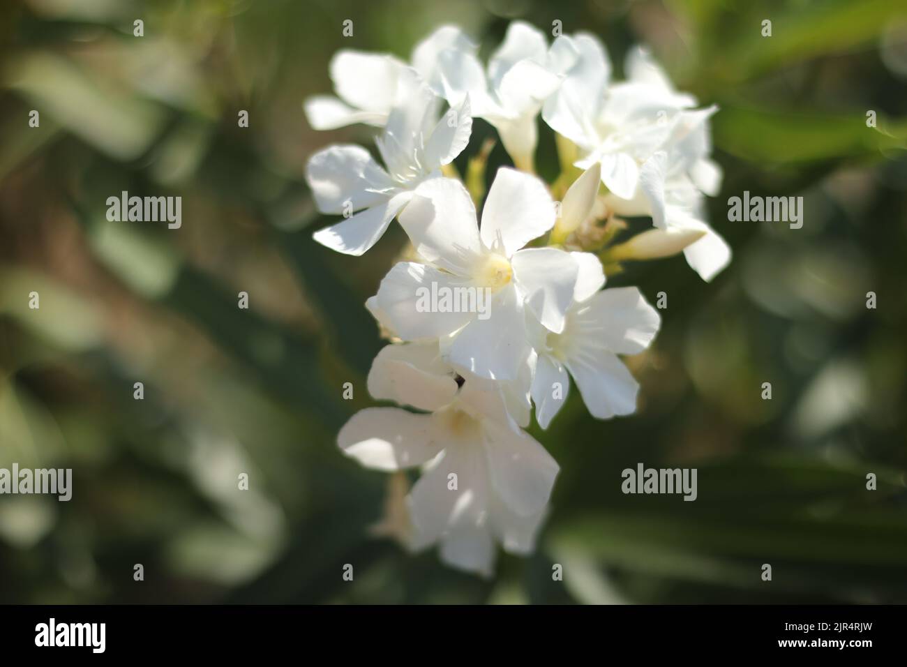 white oleander in Provence garden in South of France Stock Photo - Alamy