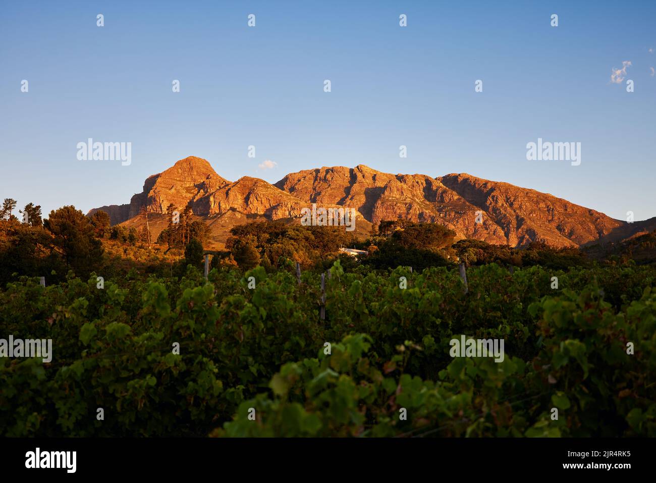 A natural scenic view of Simonsberg mountain near a green forest, Cape ...