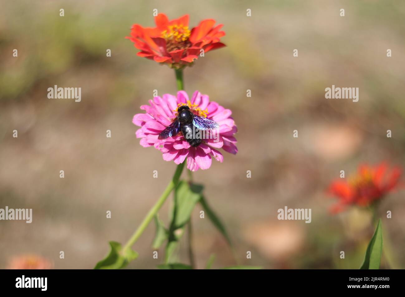 bumblebee insect close up view on zinnia flowers nature provence flower ...