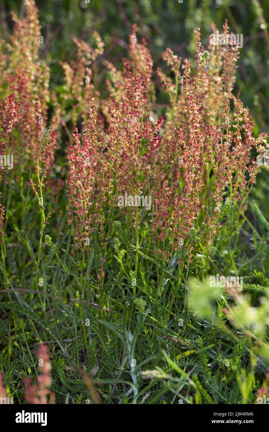 Sheep's Sorrel, Red Sorrel, Sour Weed, Field Sorrel (Rumex acetosella ...