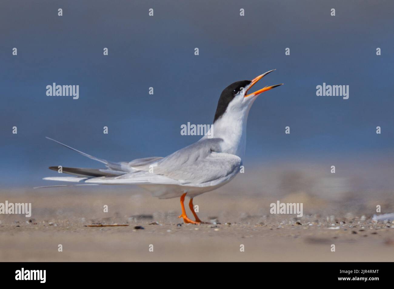 forster's tern (Sterna forsteri), stands on the ground calling, Canada ...