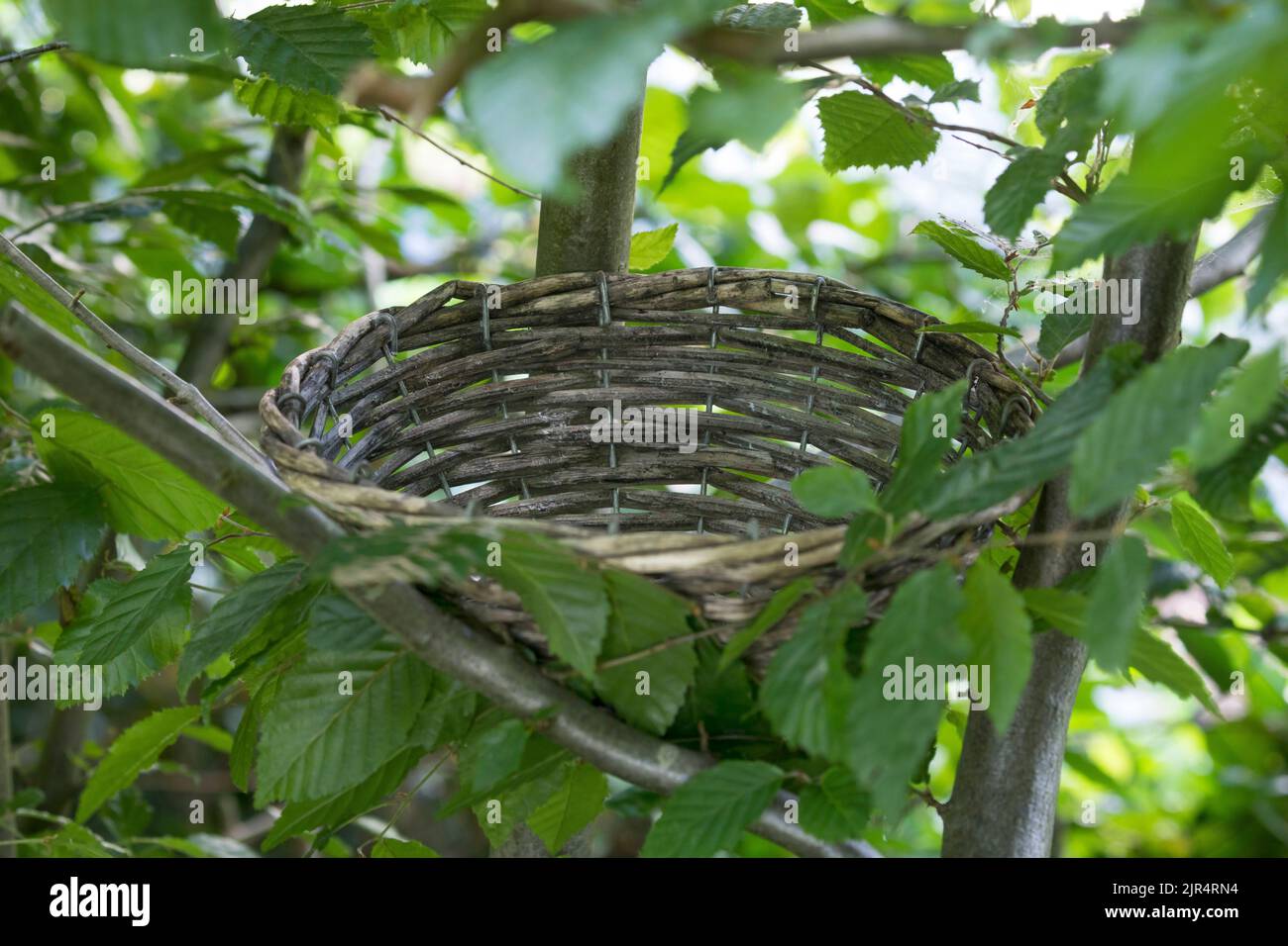 fixed nesting basket in a hornbeam hedge Stock Photo - Alamy
