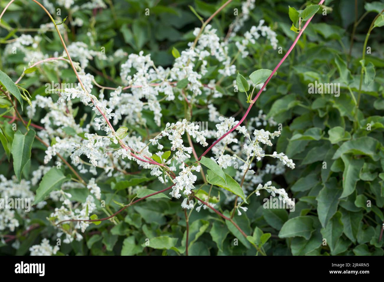 Russian-vine, Bukhara fleeceflower, Chinese fleecevine, mile-a-minute ...