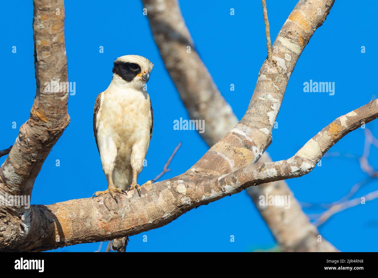 laughing falcon (Herpetotheres cachinnans), perched on a branch, Brazil ...
