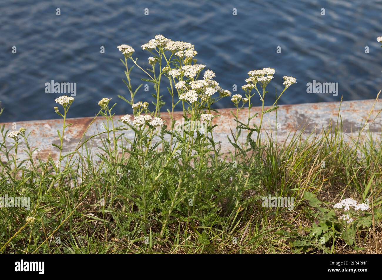 common yarrow, milfoil (Achillea millefolium), blooming, Germany Stock ...