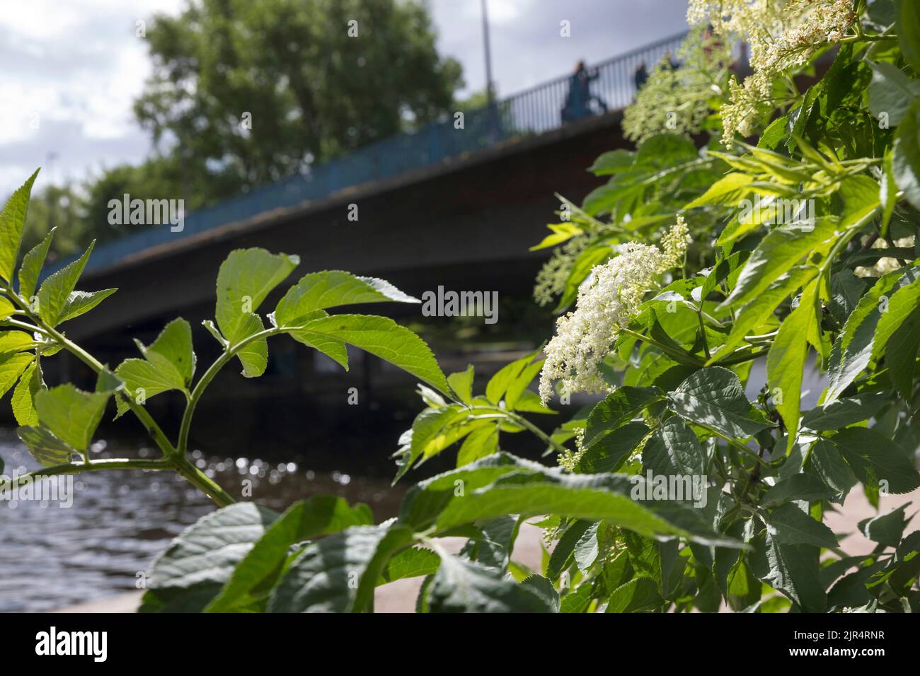 European black elder, Elderberry, Common elder (Sambucus nigra ...