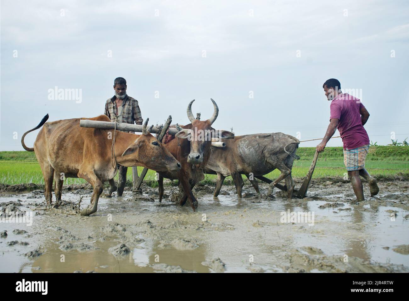 Area of sylhet hi-res stock photography and images - Alamy