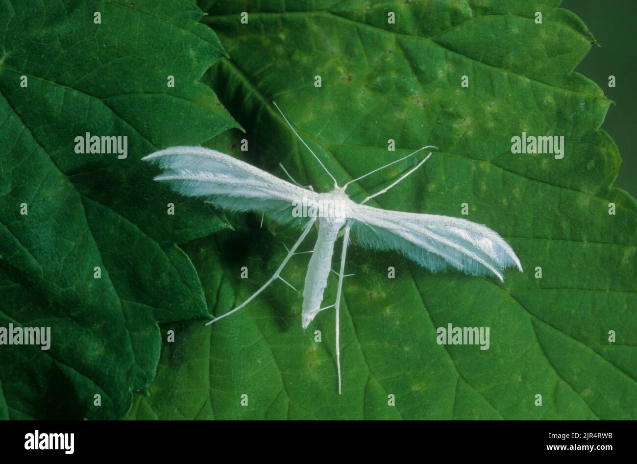 Large White Plume Moth, White Plume Moth (Pterophorus pentadactyla ...