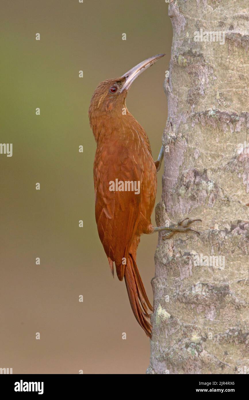 Fuchsroter baumsteiger hi-res stock photography and images - Alamy