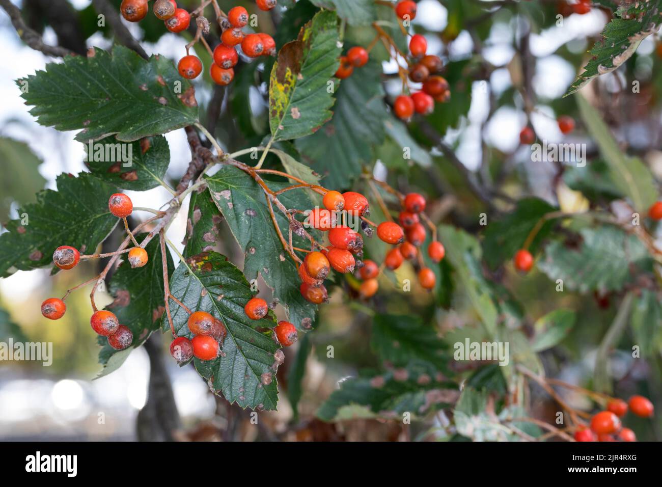 Swedish whitebeam (Sorbus intermedia), fruiting twig, Germany Stock ...