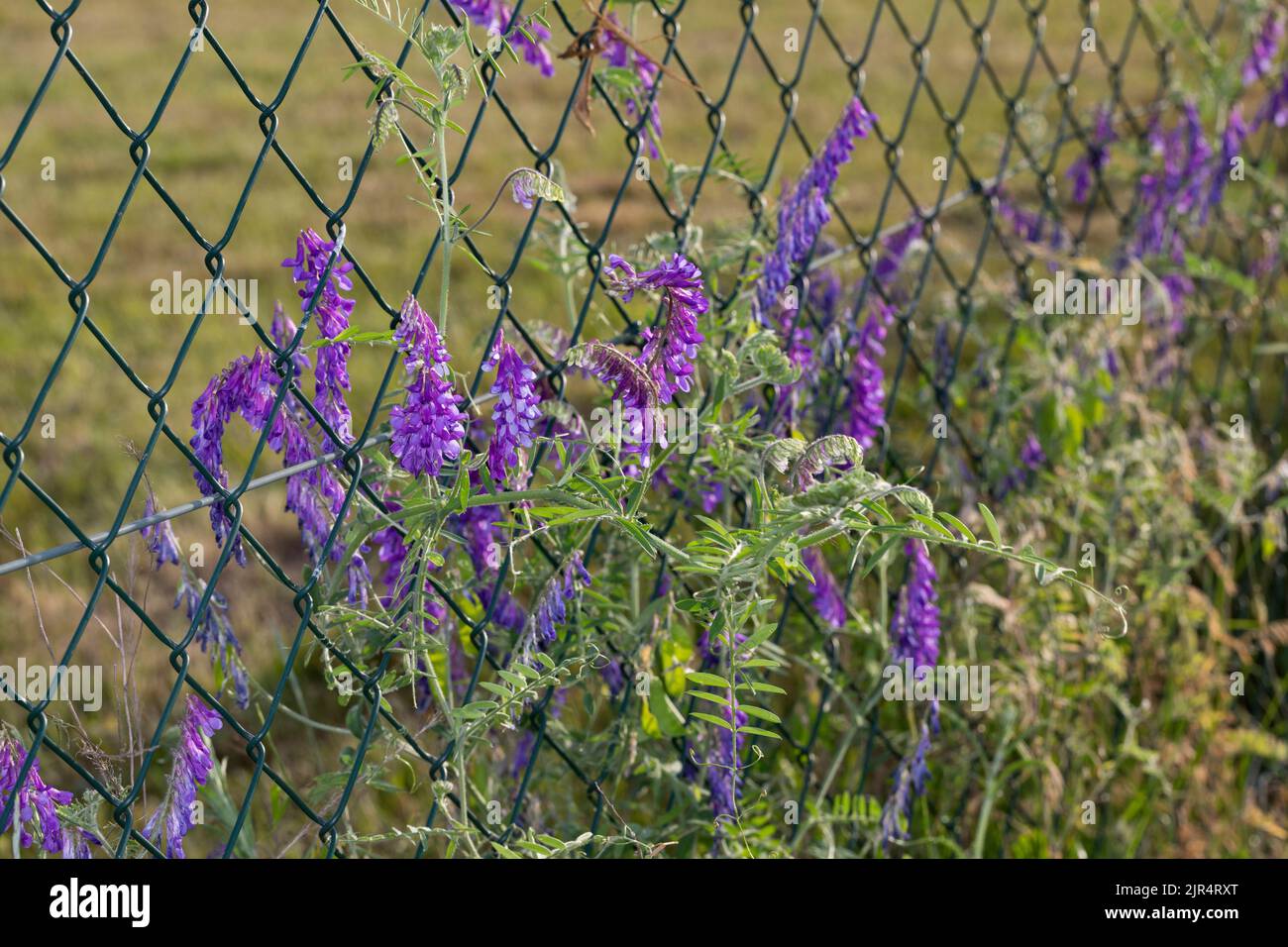 winter vetch, shaggy vetch (Vicia villosa), inflorescences at a fence ...