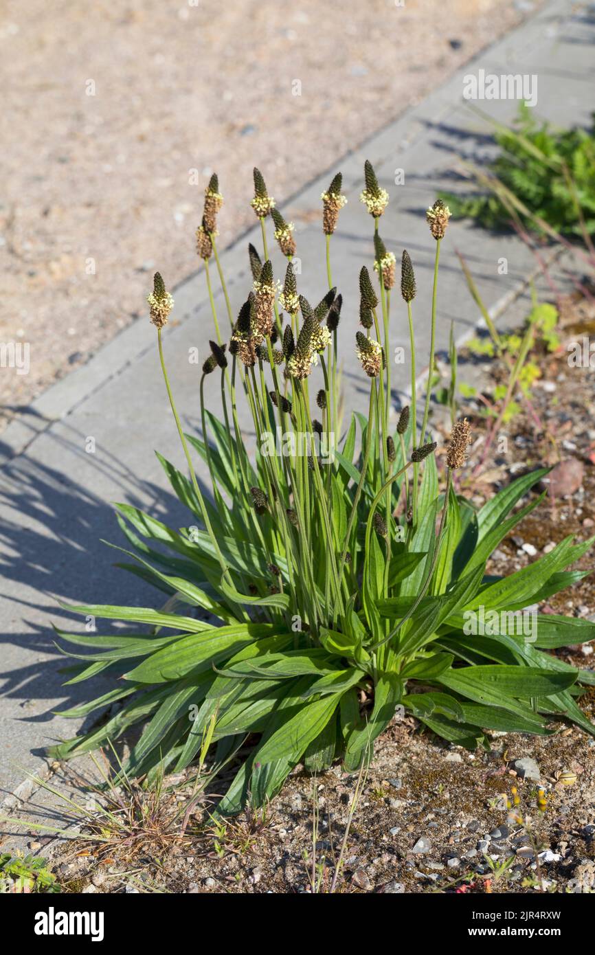 buckhorn plantain, English plantain, ribwort plantain, rib grass ...
