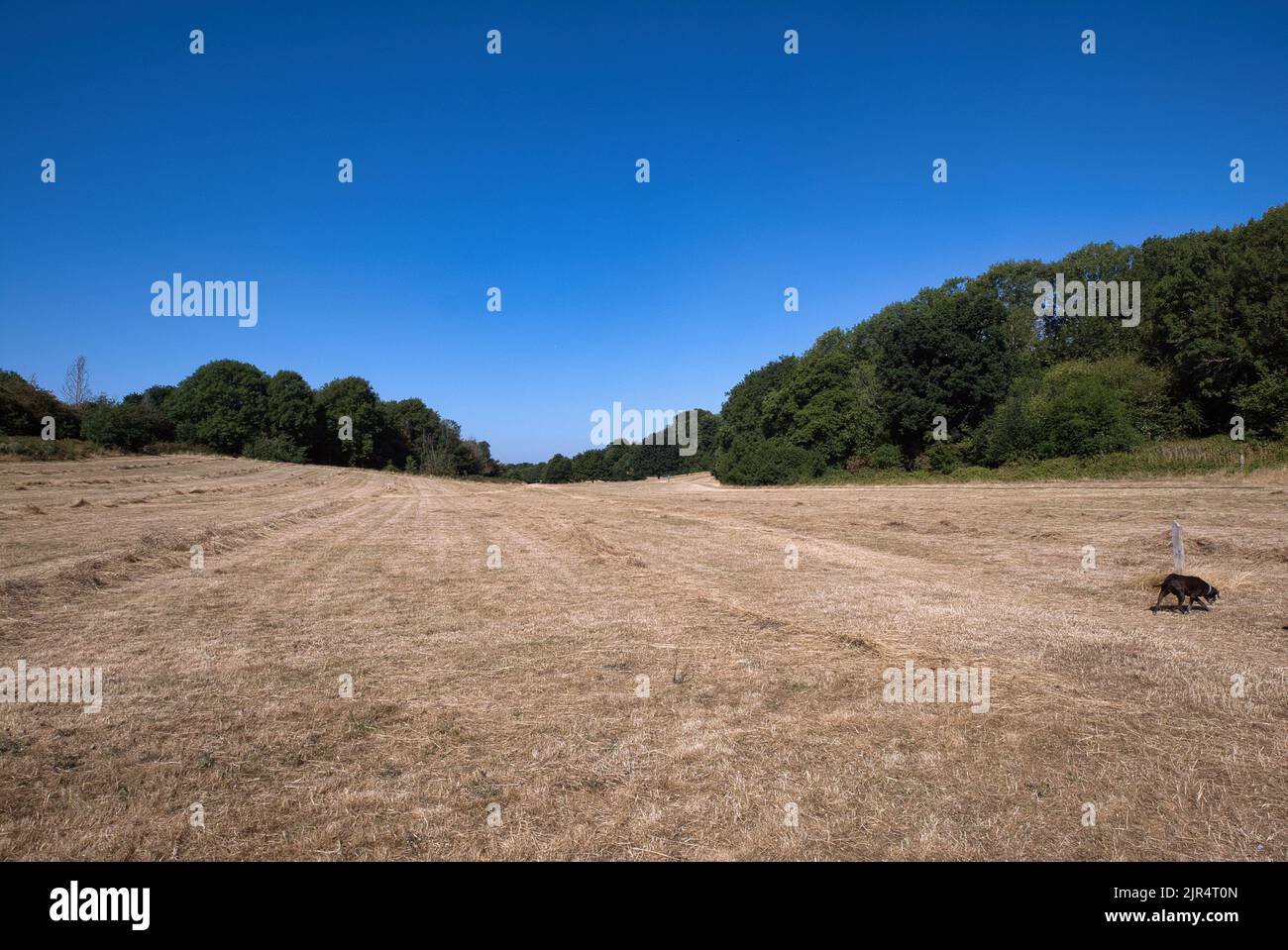 Months of little rain has left Lloyd Park in Croydon looking parched as ...