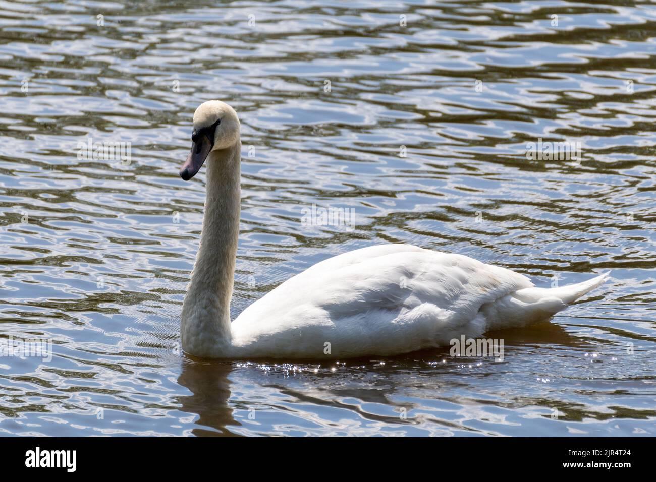 A swan swimming in the lake in Cyfarthfa Park, Merthyr Tydfil, Wales ...