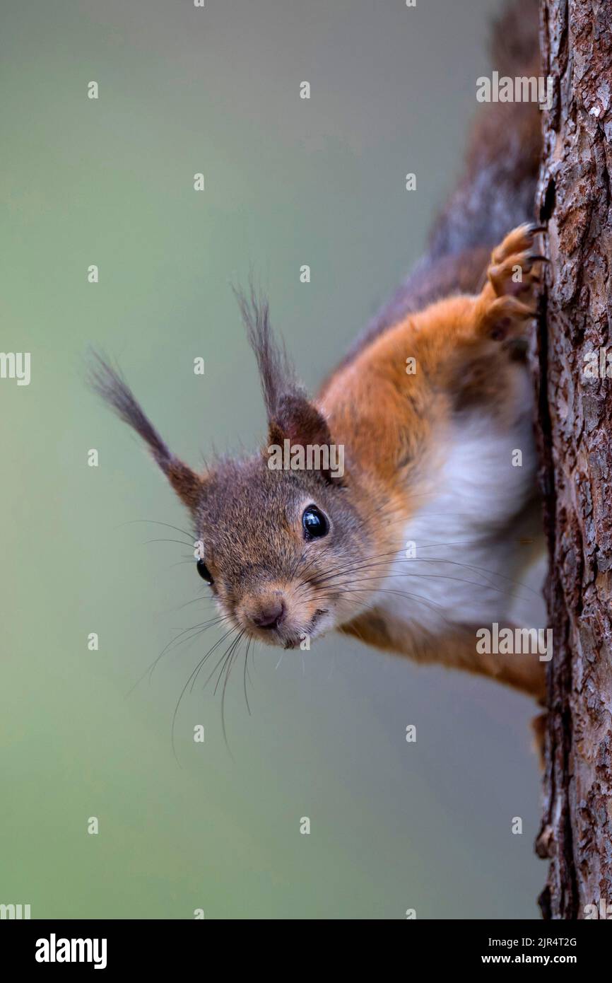 European red squirrel, Eurasian red squirrel (Sciurus vulgaris ...