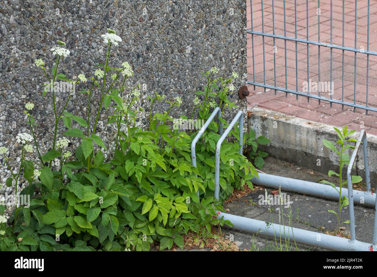 ground-elder, goutweed (Aegopodium podagraria), grows in a paving gap ...