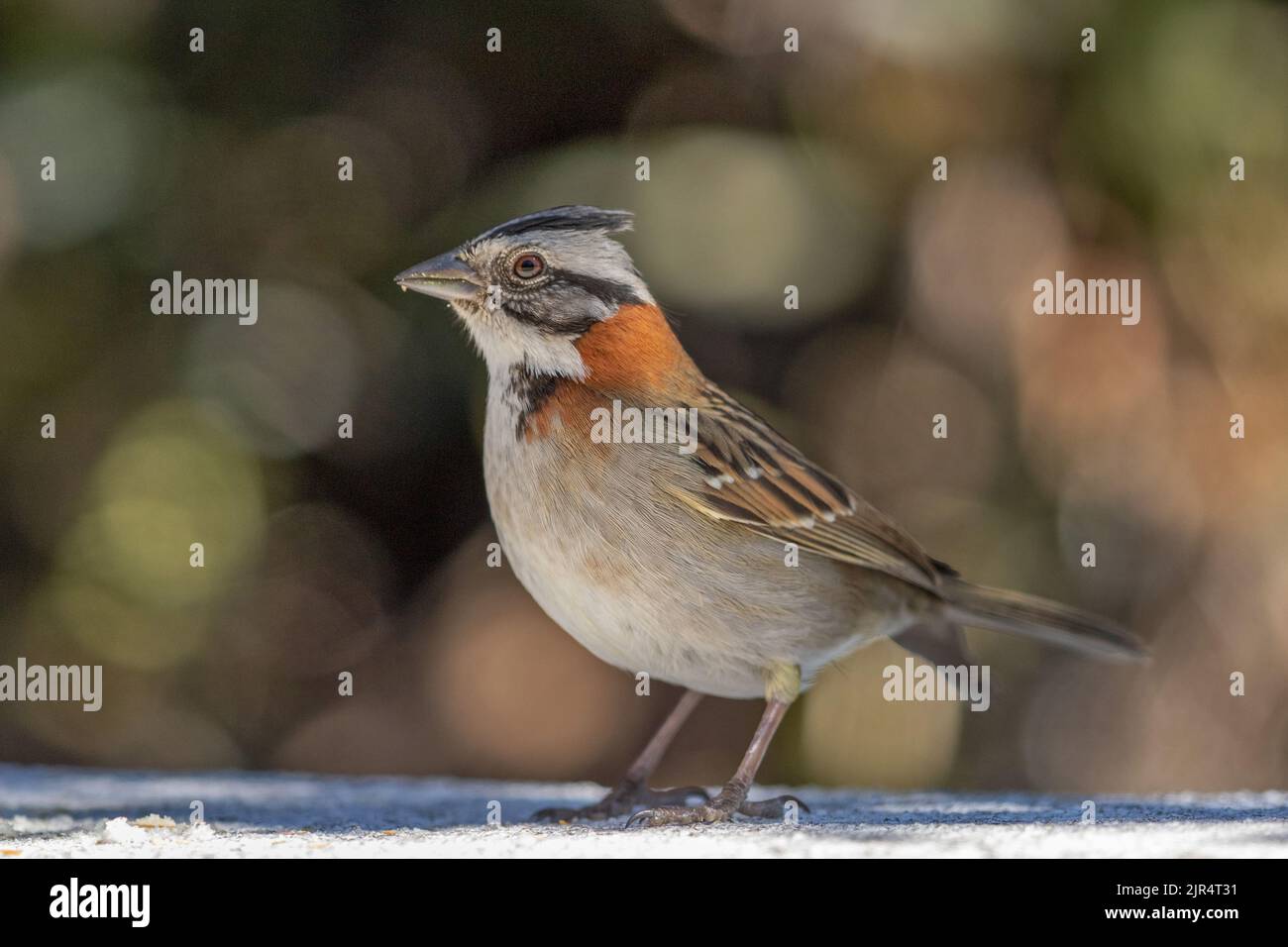 rufous-collared sparrow (Zonotrichia capensis), stands on the ground ...