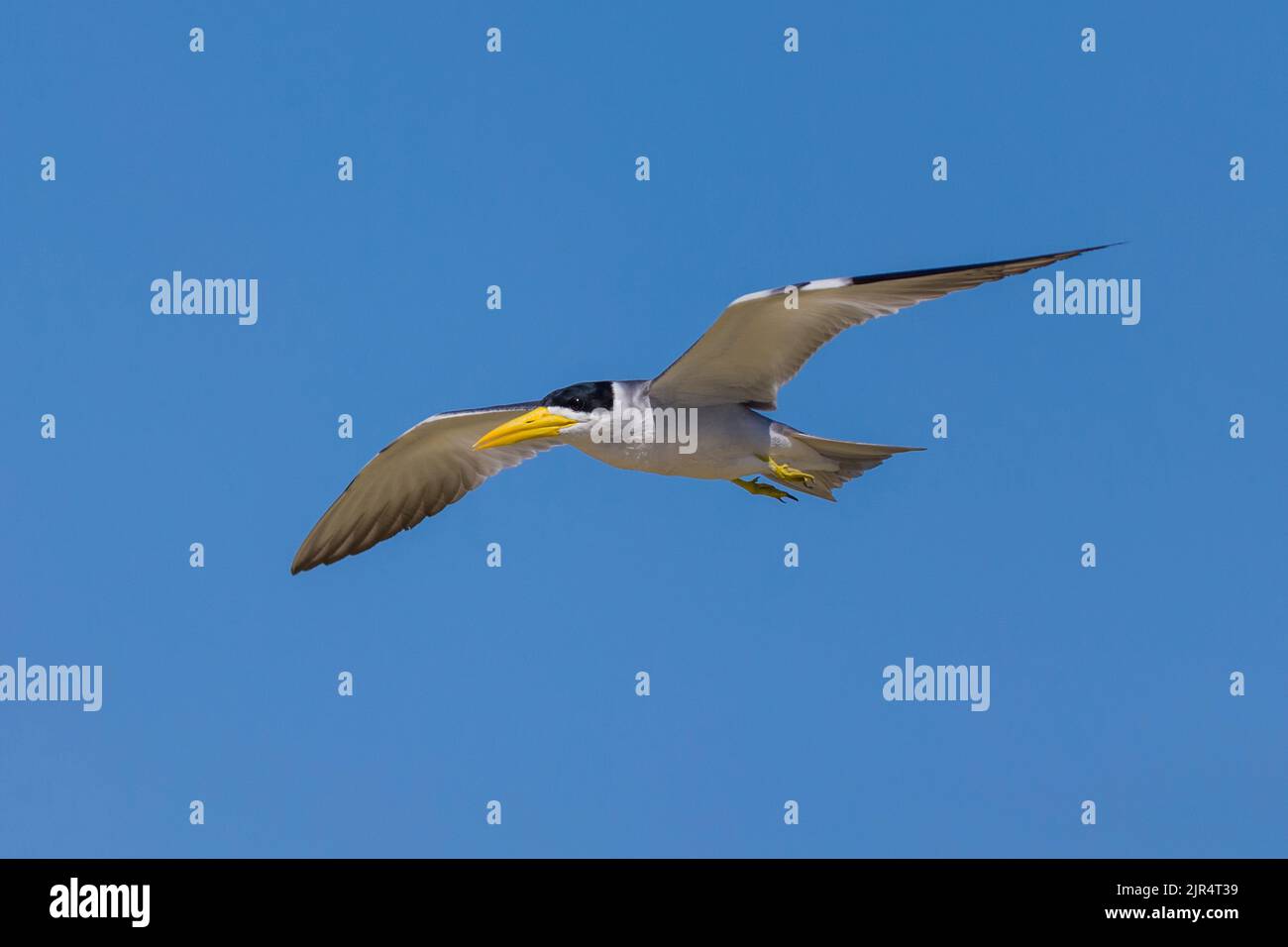 large-billed tern (Phaetusa simplex), in flight at blue sky, Brazil ...