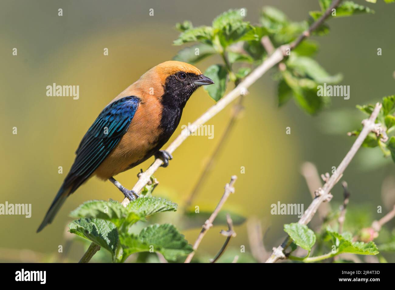 burnished-buff tanager (Tangara cayana), male perched on a twig, Brazil ...