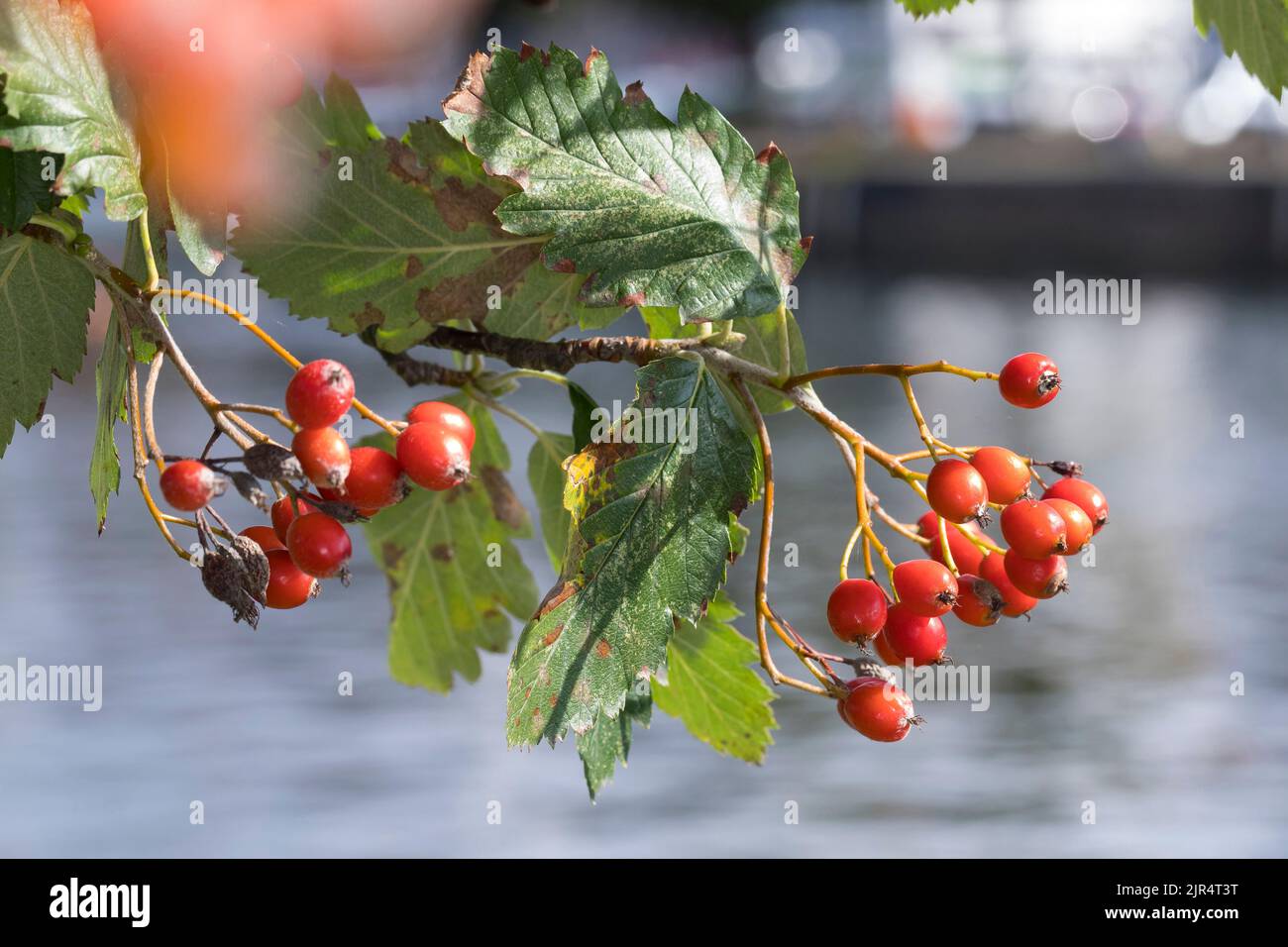 Swedish whitebeam (Sorbus intermedia), fruiting twig, Germany Stock ...