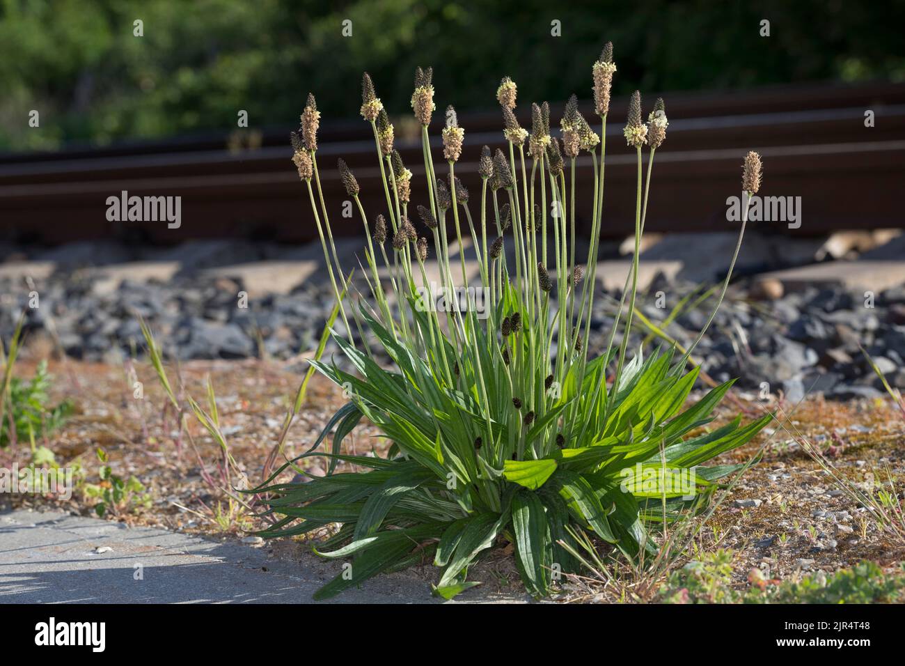 buckhorn plantain, English plantain, ribwort plantain, rib grass ...