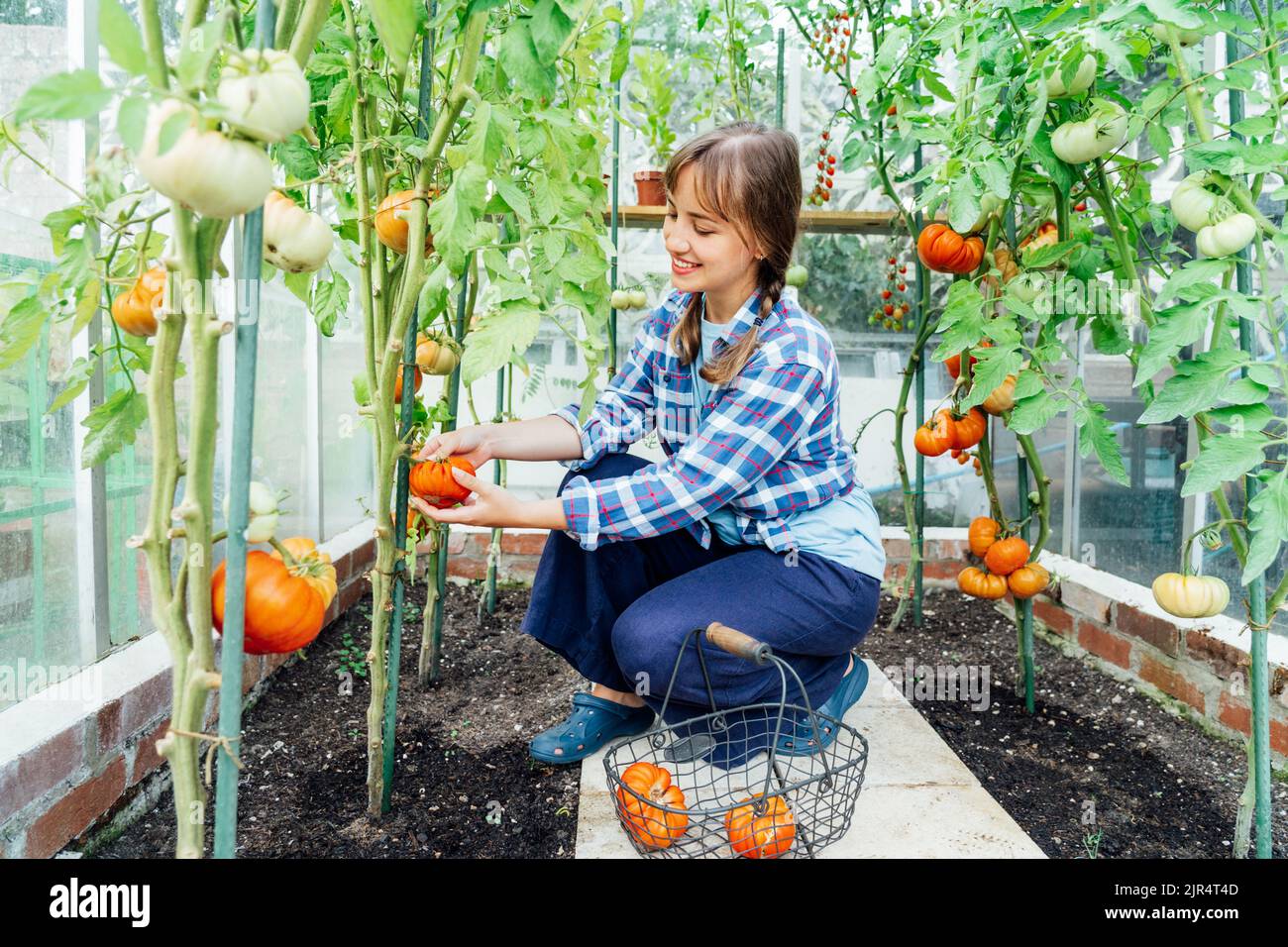 Young smiling woman picking ripe red big beef tomato in green house ...