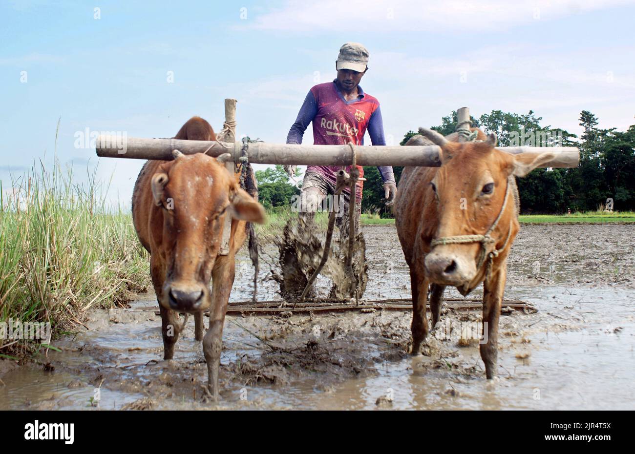 Sylhet, Sylhet, Bangladesh. 22nd Aug, 2022. A farmer is plowing the ...