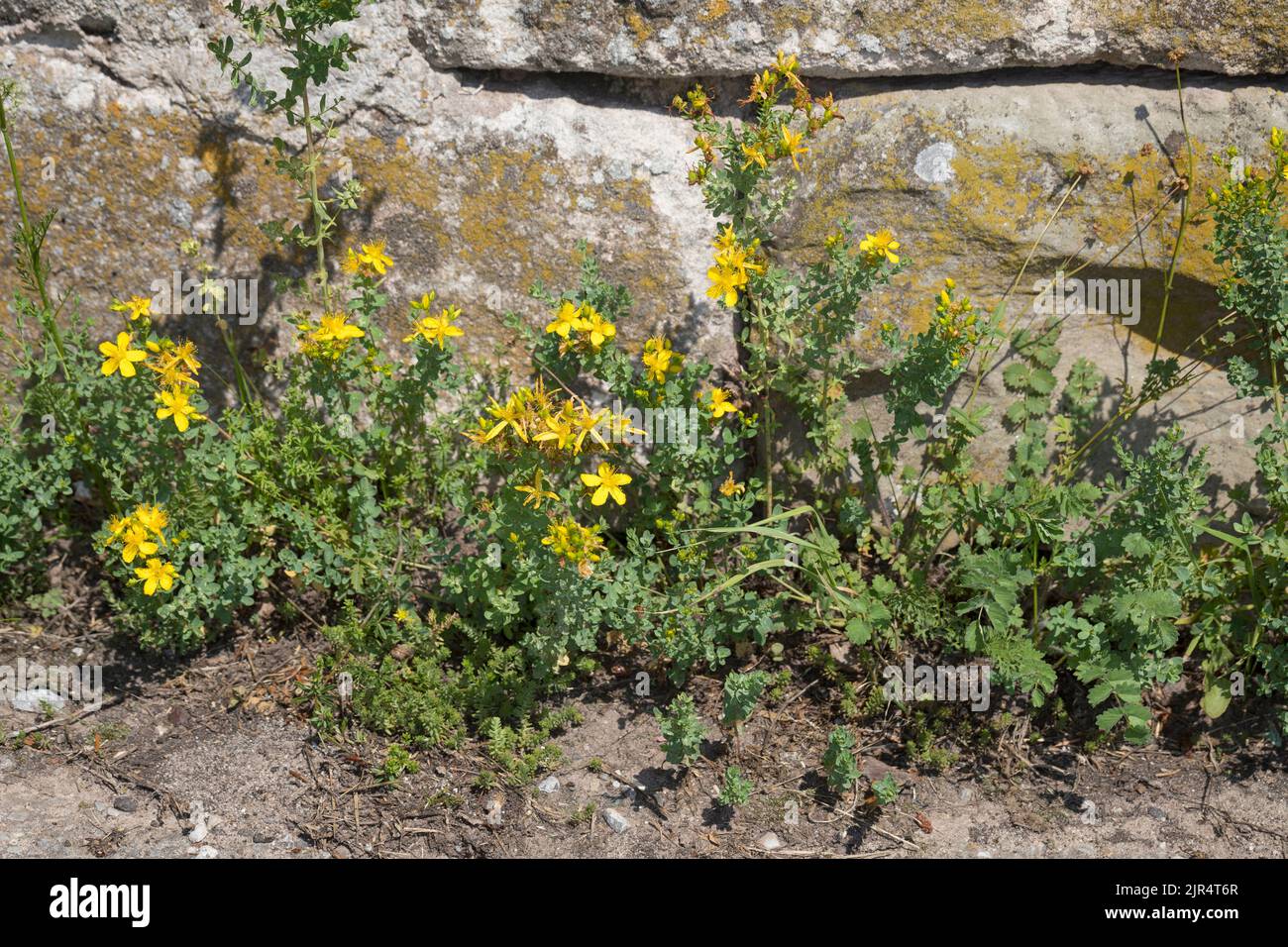 Common St Johns-wort, perforate St Johns-wort, klamath weed, St. Johns ...