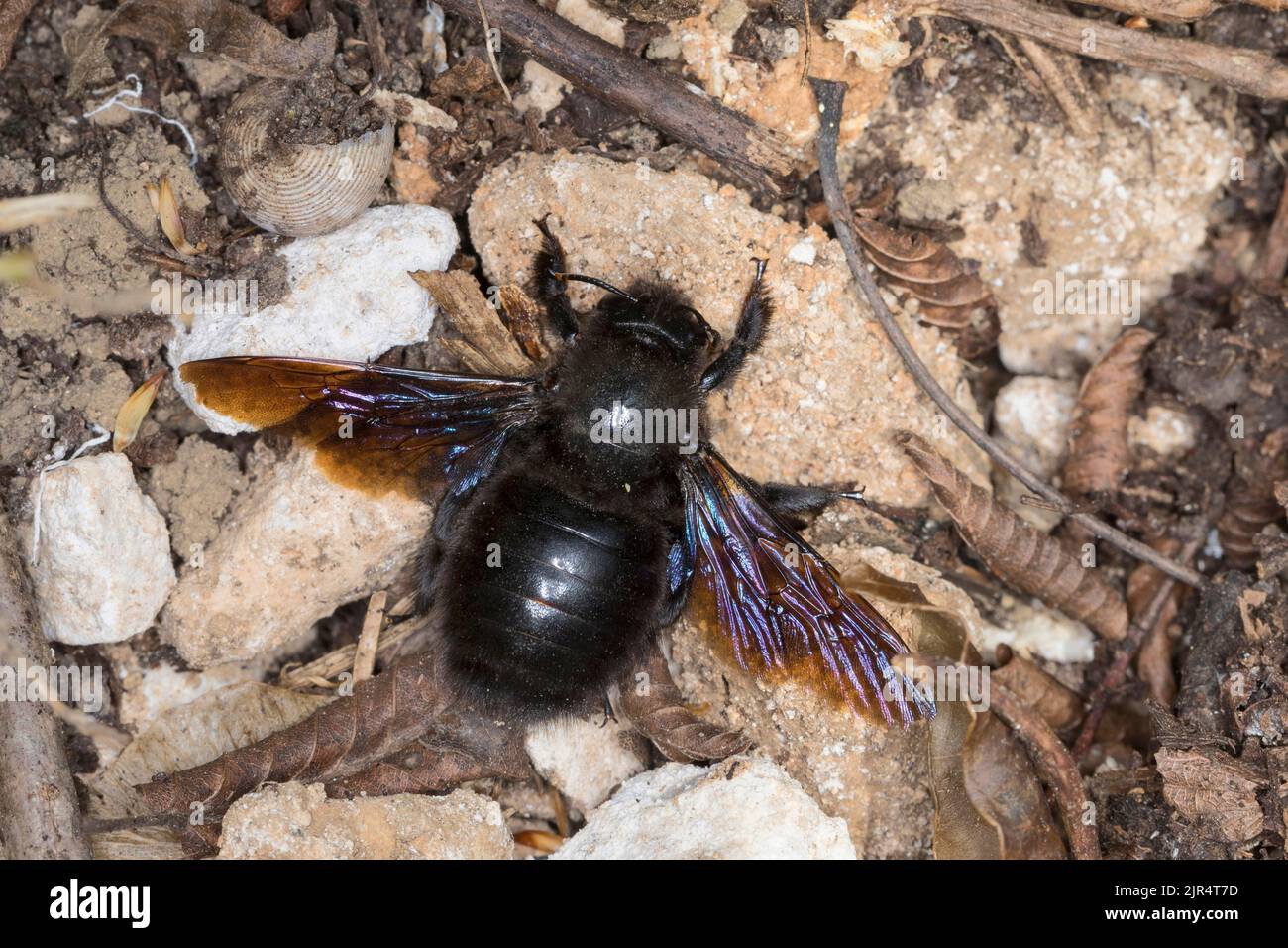 Violet carpenter bee (Xylocopa violacea), sits on the ground, Germany ...