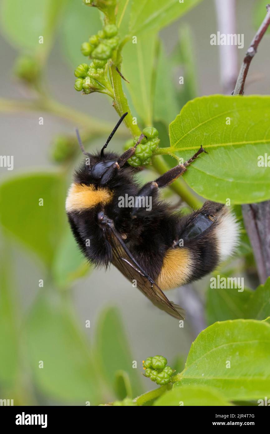 buff-tailed bumble bee (Bombus terrestris ssp. dalmatinus), sits on a ...